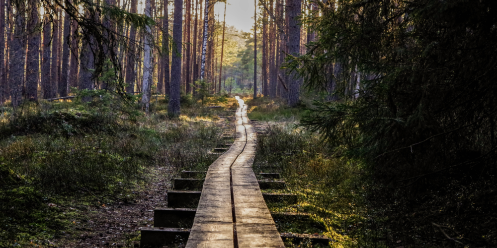 Bringing Impact into Portfolio Management: Reflections from Impact ...